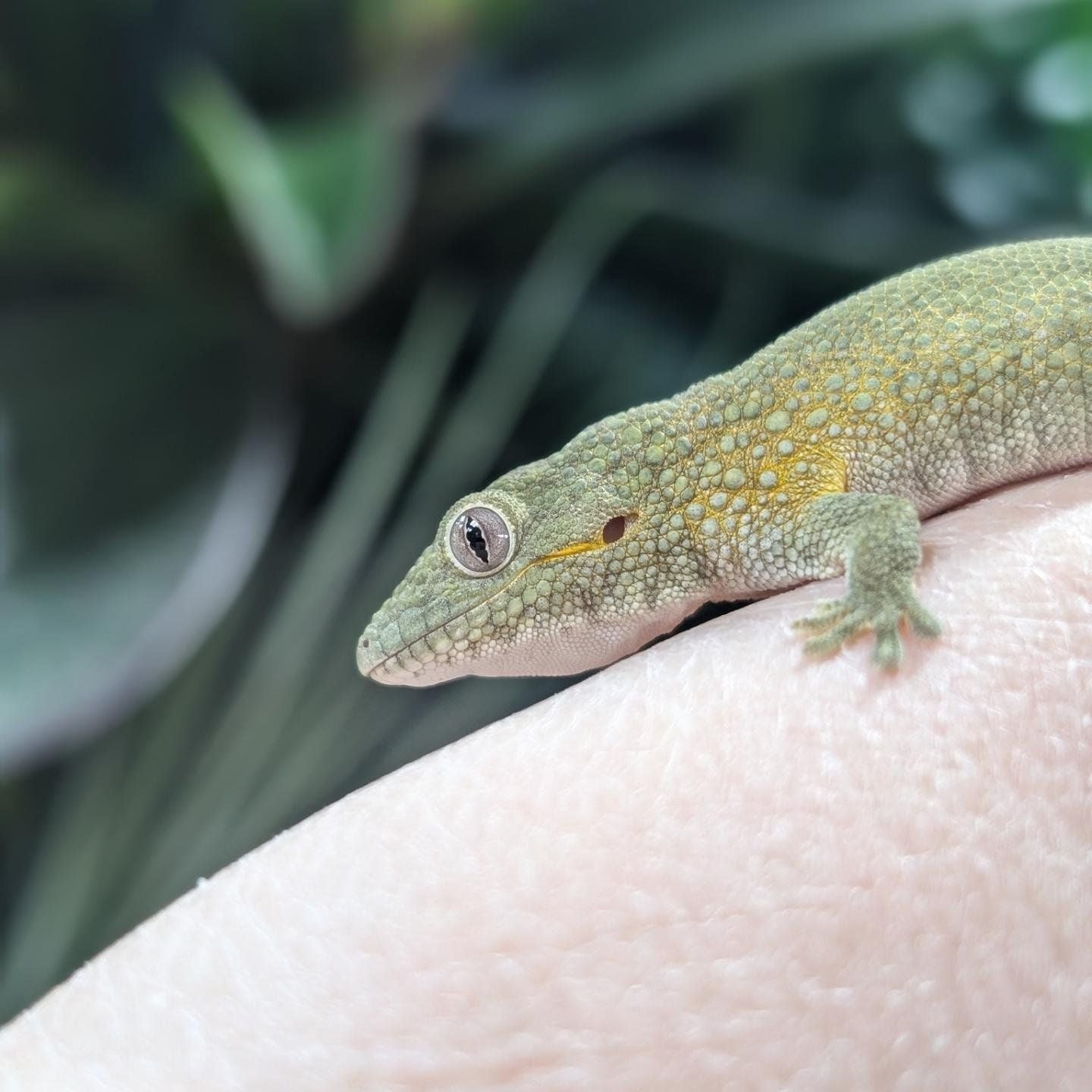 Bauer's Chameleon Gecko- Eurydactylodes agricolae – Riverview Reptiles