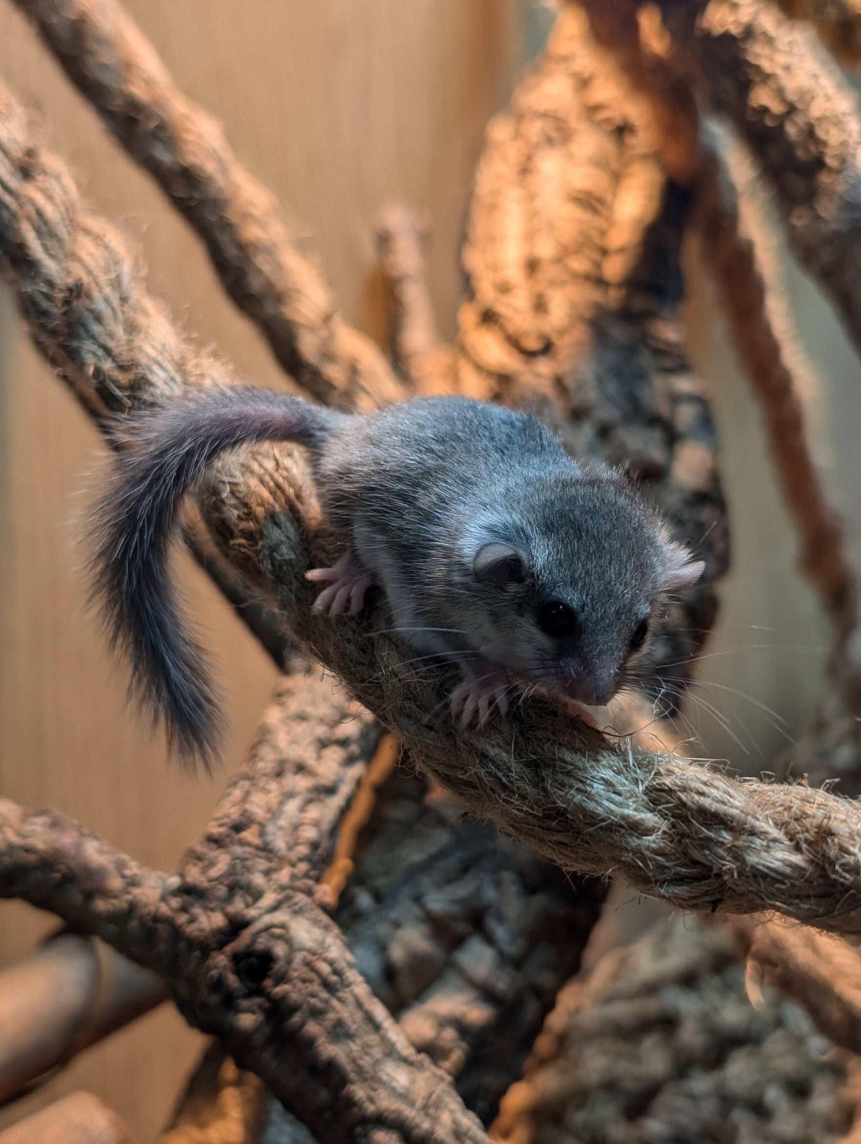 African Pygmy Dormice (MALES) – Riverview Reptiles