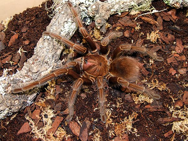 Phormictopus cancerides Hispaniola Giant (1-2cm) – Riverview Reptiles