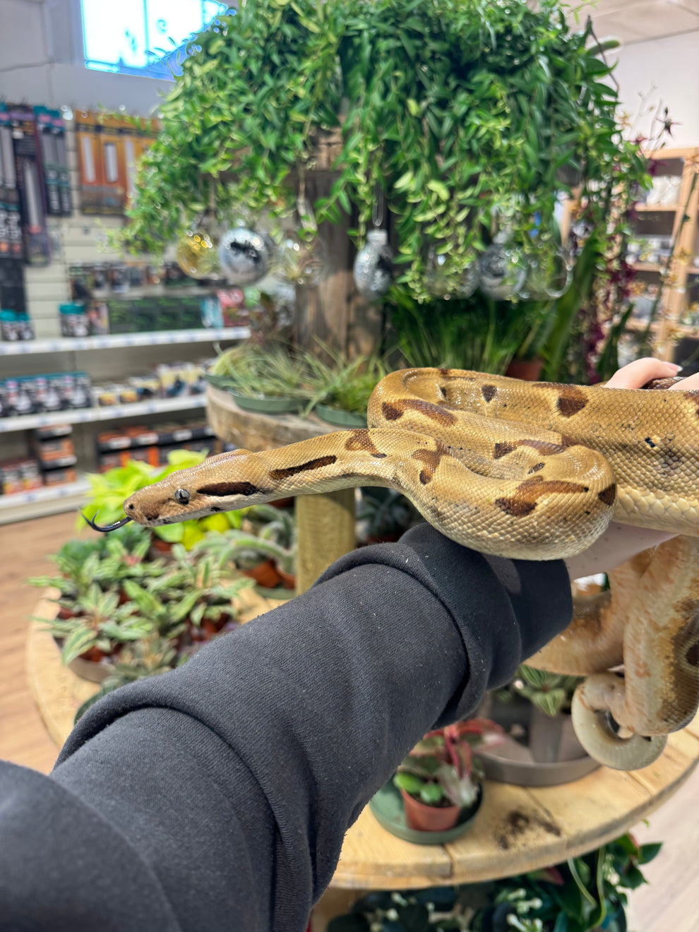 REHOMER Boa Constrictor - Male – Riverview Reptiles