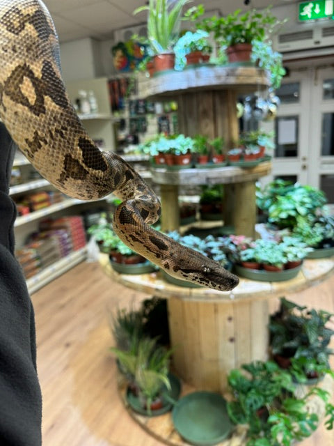 CB25 Bynoe's Gecko – Riverview Reptiles