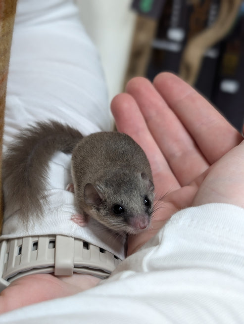 African Pygmy Dormice (MALES) – Riverview Reptiles