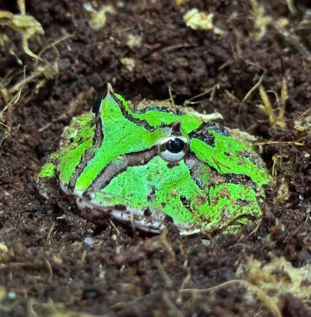 Pacman Frog Kit – Riverview Reptiles